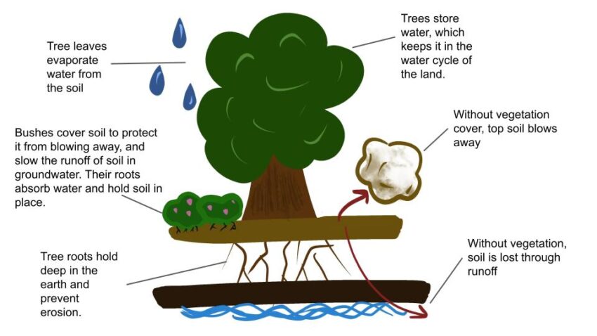 Desertification: Definitions, Causes, Impacts, and Solutions ...
