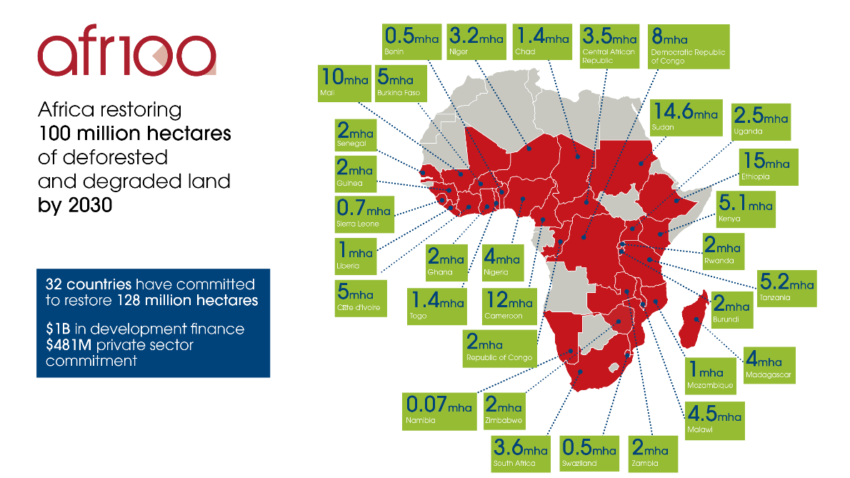 How Does Planting Trees Help Desertification? - Desertification Facts